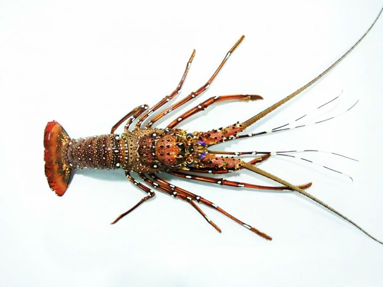 Lobster & Shoe Lobster – pnf.lk